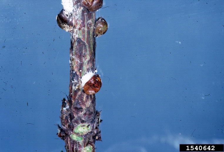 pine tortoise scale (Toumeyella parvicornis (Cockerell))