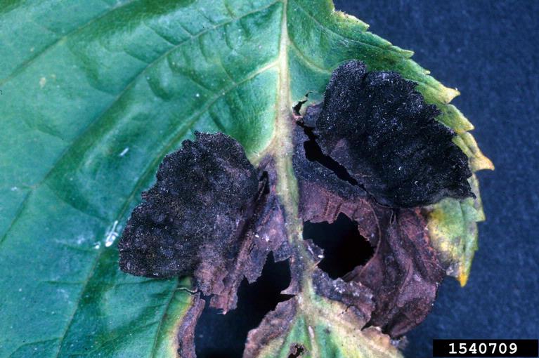 elm cockscomb gall aphid (Colopha ulmicola (Fitch, 1859))