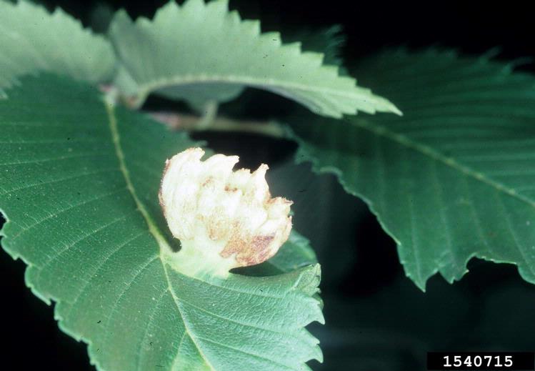 elm cockscomb gall aphid (Colopha ulmicola (Fitch, 1859))