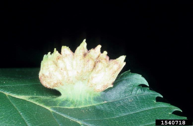 elm cockscomb gall aphid (Colopha ulmicola (Fitch, 1859))