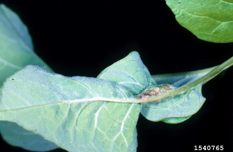 ash midribgall midge (Contarinia canadensis Felt, 1908)