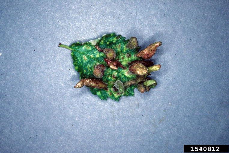 slippery elm gall aphid (Kaltenbachiella ulmifusa (Walsh and Riley, 1869))