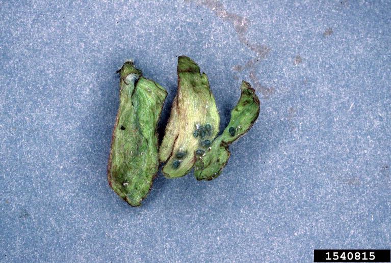 slippery elm gall aphid (Kaltenbachiella ulmifusa (Walsh and Riley, 1869))