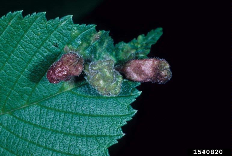 slippery elm gall aphid (Kaltenbachiella ulmifusa)
