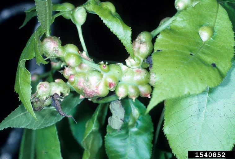 oak phylloxerids (Genus Phylloxera)