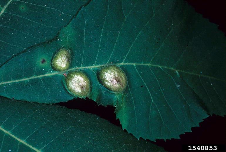 oak phylloxerids (Genus Phylloxera Fonscolombe, 1834)