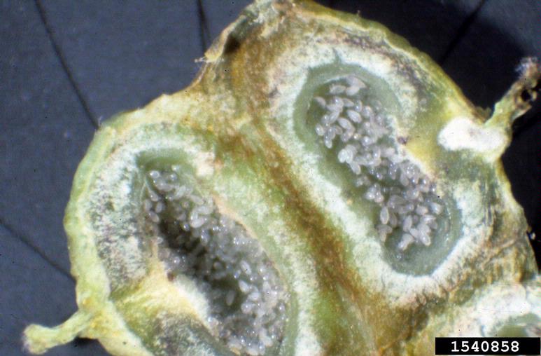 oak phylloxerids (Genus Phylloxera)