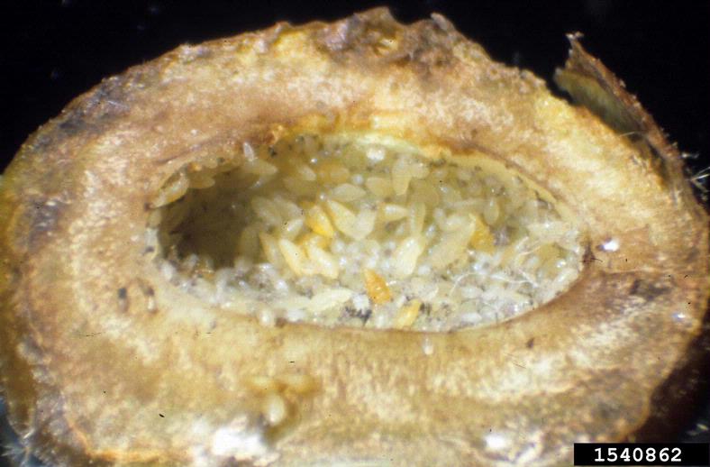 oak phylloxerids (Genus Phylloxera Fonscolombe, 1834)