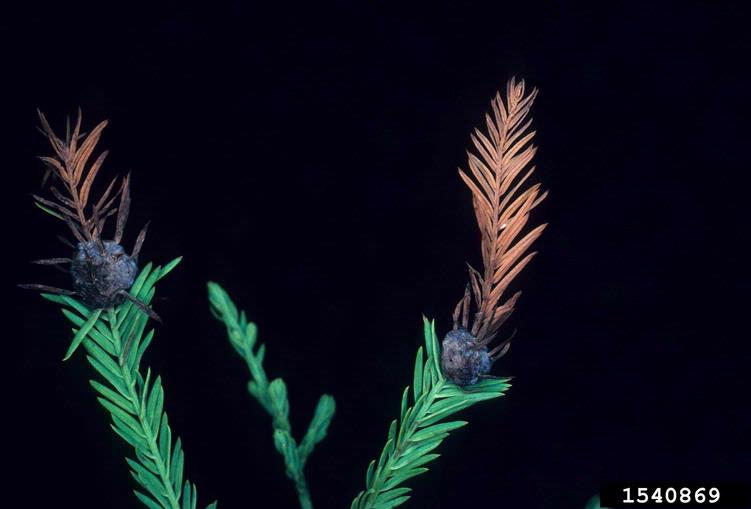 cypress twig gall midge (Taxodiomyia cupressiananassa (Osten Sacken, 1878))