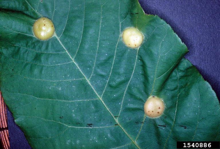 oak phylloxerids (Genus Phylloxera)