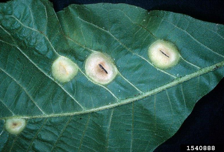 oak phylloxerids (Genus Phylloxera Fonscolombe, 1834)