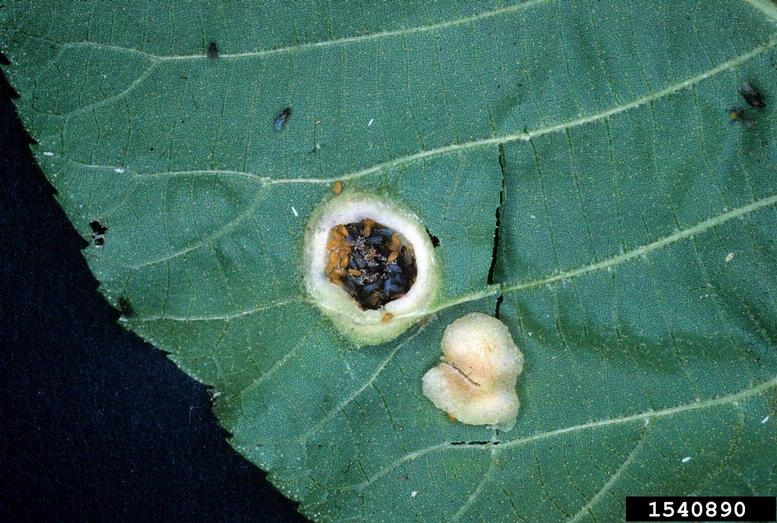 oak phylloxerids (Genus Phylloxera Fonscolombe, 1834)