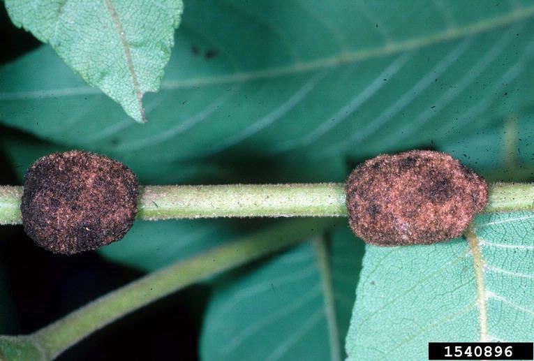 Eriophyid mites (Genus Eriophyes)