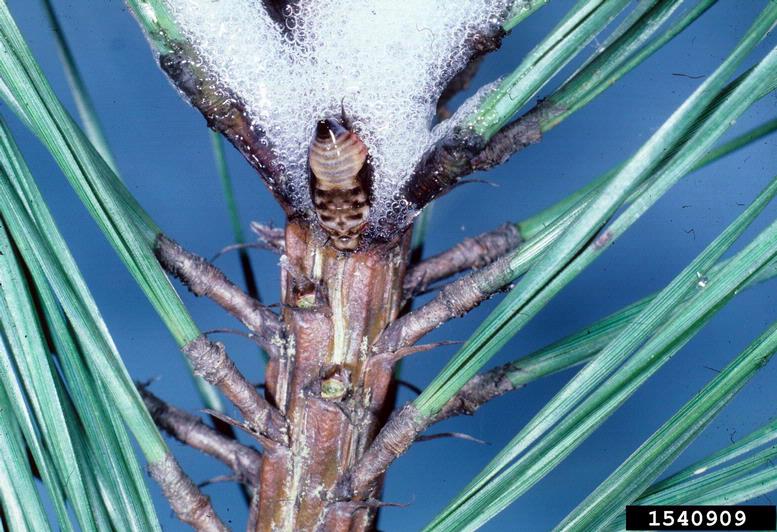pine spittlebug (Aphrophora parallela (Say, 1824))