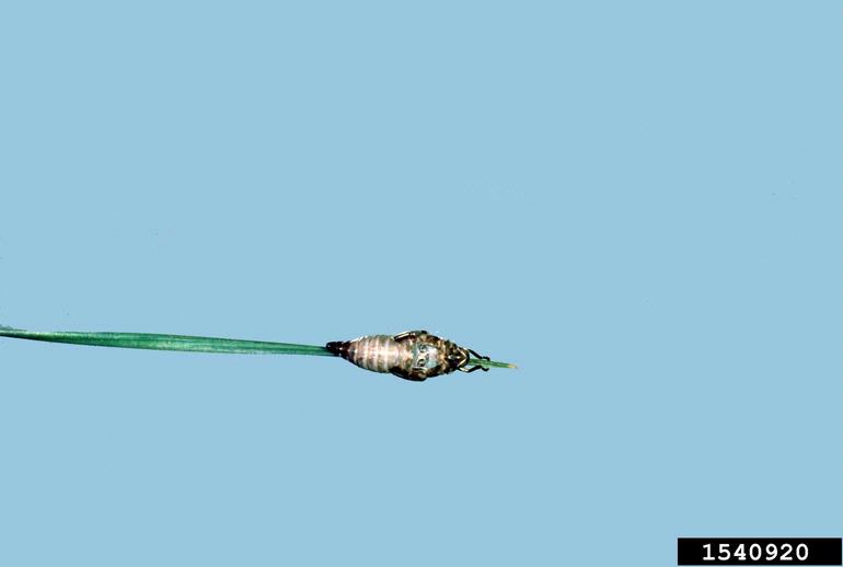 pine spittlebug (Aphrophora parallela (Say, 1824))