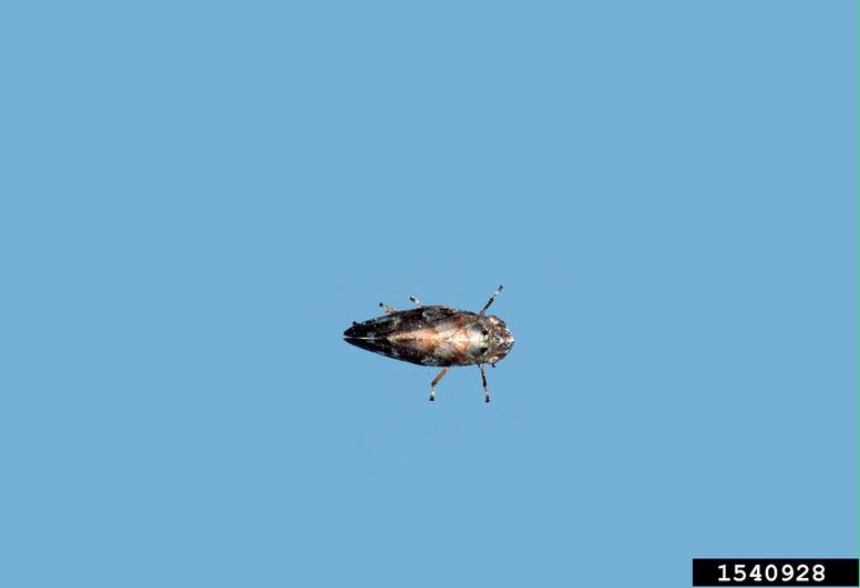 pine spittlebug (Aphrophora parallela (Say, 1824))