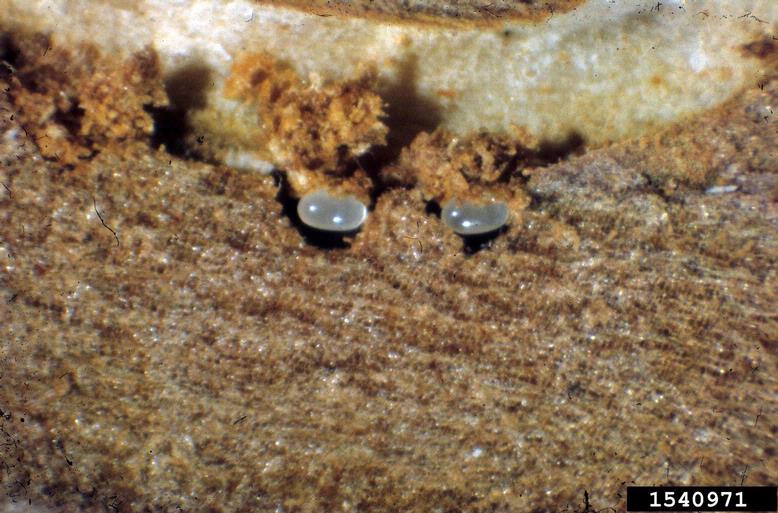 sixspined ips (Ips calligraphus)