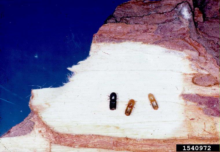 sixspined ips (Ips calligraphus), Ips calligraphus (Coleoptera ...