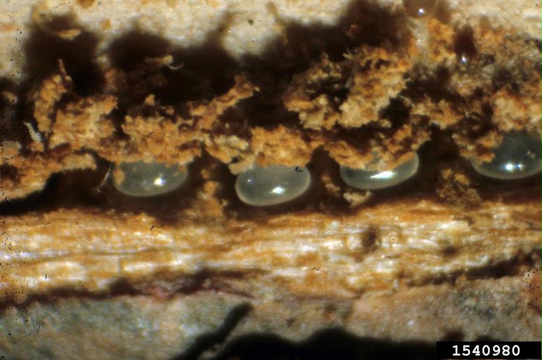 sixspined ips (Ips calligraphus)