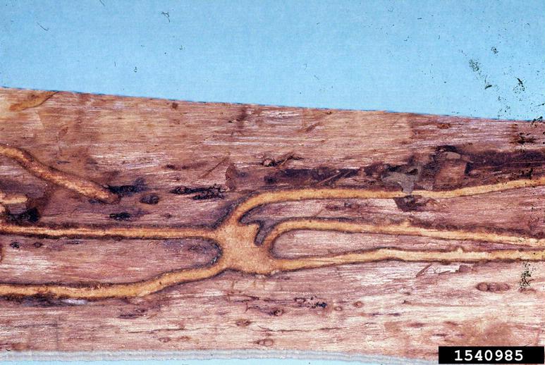 sixspined ips (Ips calligraphus (Germar, 1824))