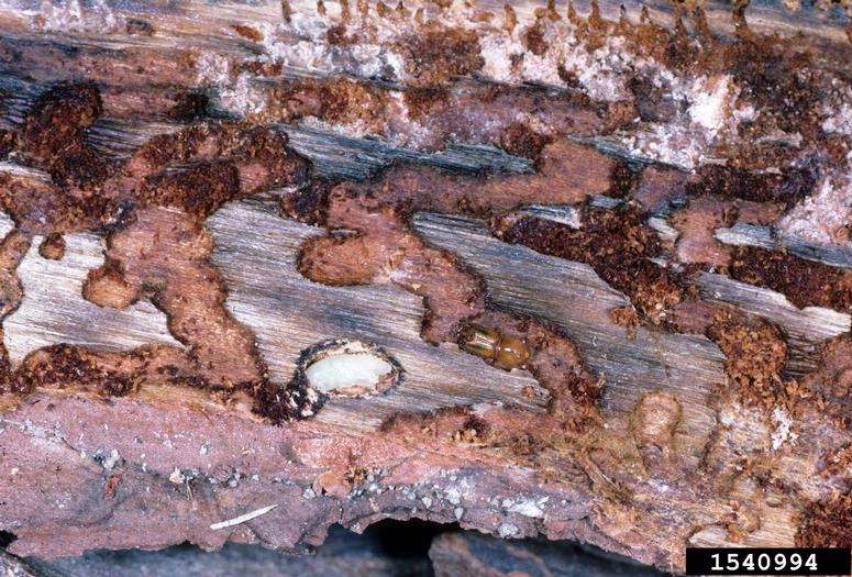 sixspined ips (Ips calligraphus (Germar, 1824))