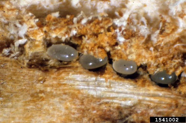 sixspined ips, Ips calligraphus (Coleoptera: Curculionidae) - 1541002