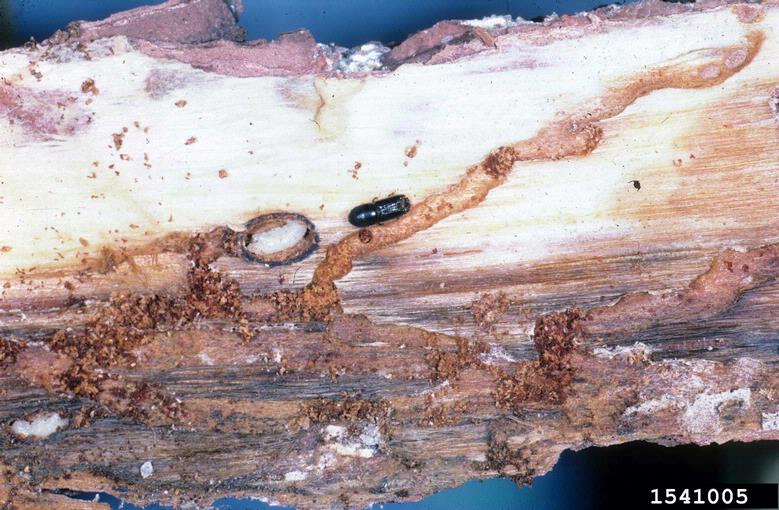 sixspined ips (Ips calligraphus (Germar, 1824))