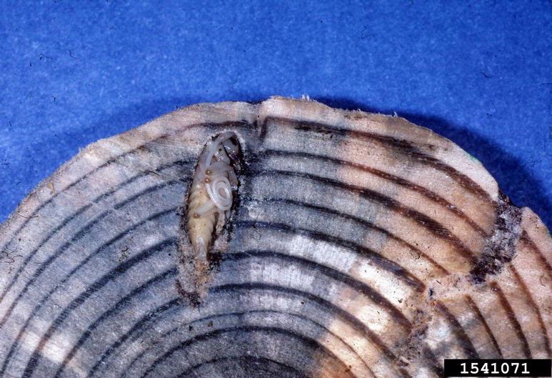 southern pine sawyer (Monochamus titillator (Fabricius, 1775))