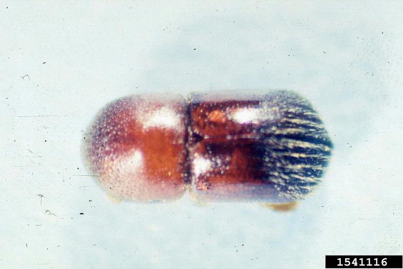 granulate ambrosia beetle (Xylosandrus crassiusculus (Motschulsky, 1866))