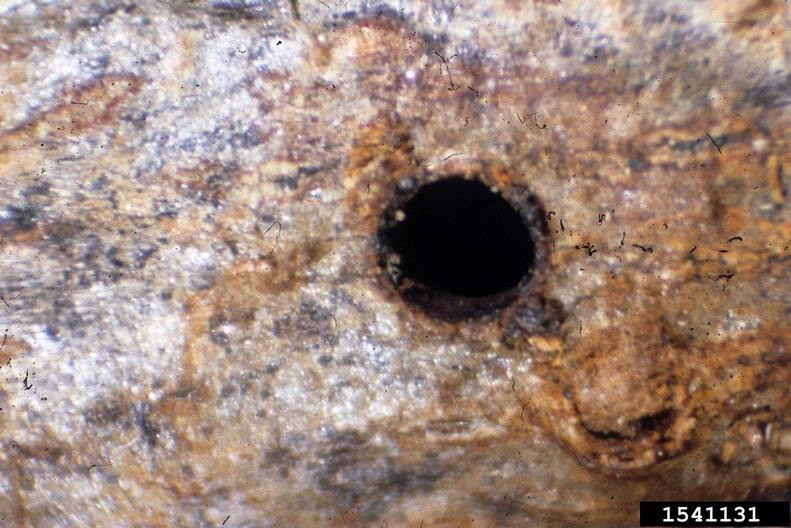 granulate ambrosia beetle (Xylosandrus crassiusculus (Motschulsky, 1866))