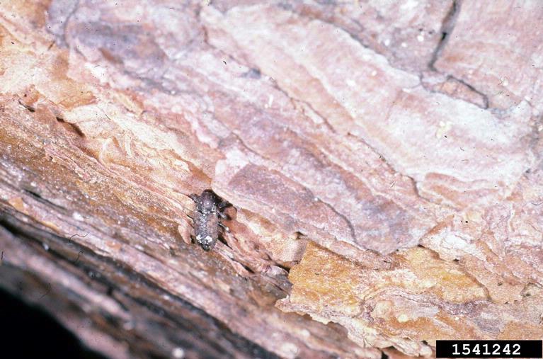 eastern pine weevil, Pissodes nemorensis (Coleoptera: Curculionidae ...