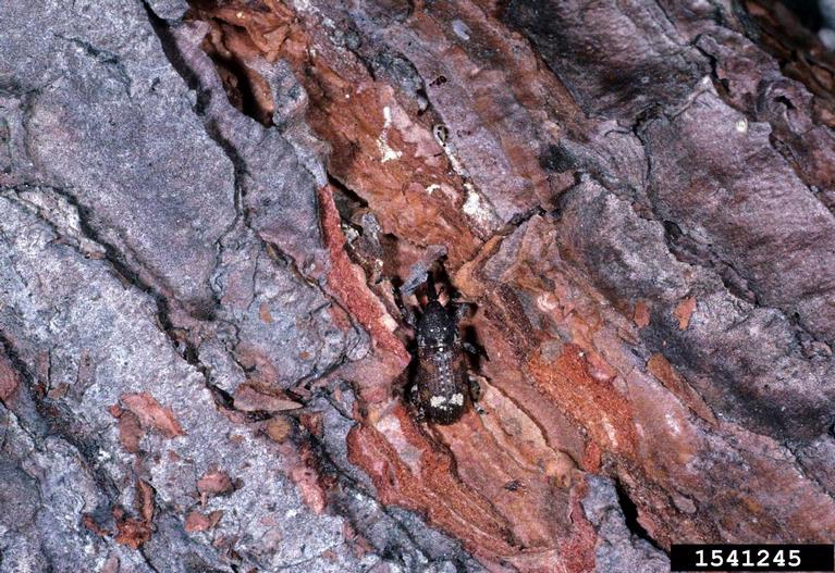 eastern pine weevil (Pissodes nemorensis)