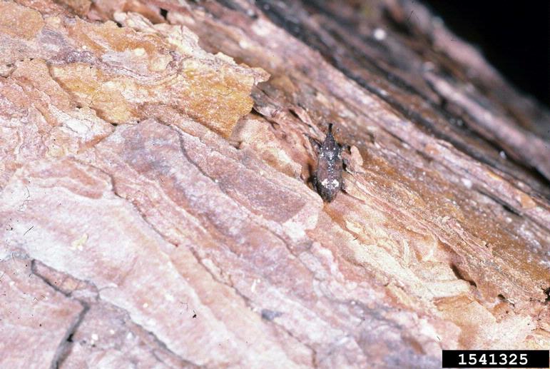 eastern pine weevil (Pissodes nemorensis Germar, 1824)