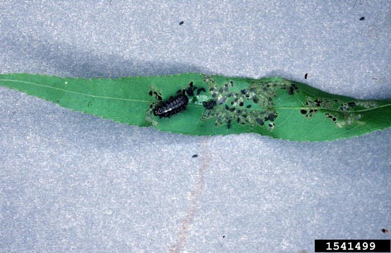 imported willow leaf beetle (Plagiodera versicolora (Laicharting, 1781))
