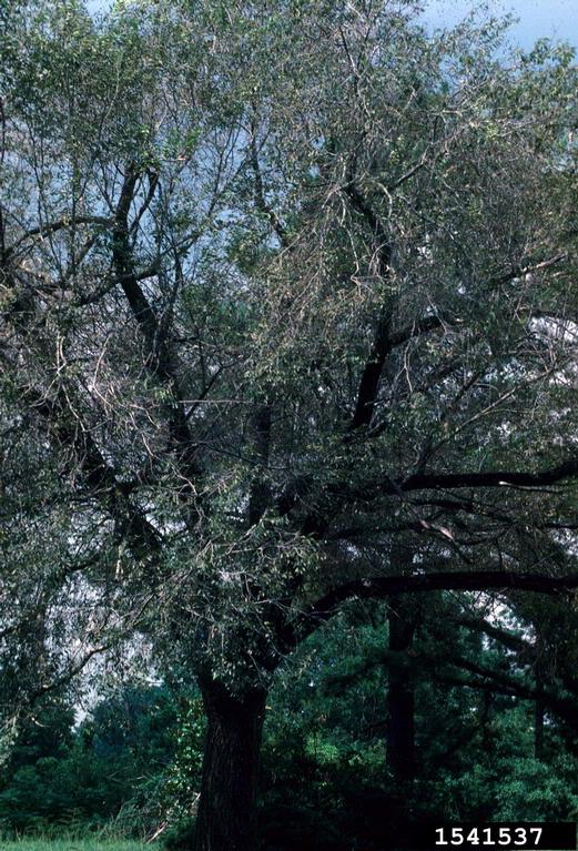 elm (Genus Ulmus)