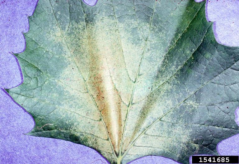 lace bugs (Family Tingidae)