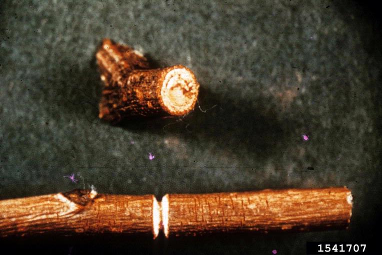 twig girdler (Oncideres cingulata)