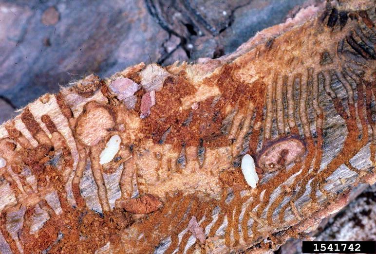 sixspined ips (Ips calligraphus (Germar, 1824))