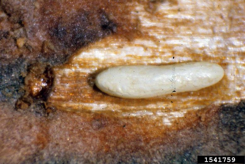 southern pine sawyer (Monochamus titillator (Fabricius, 1775))