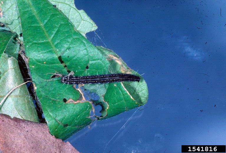 ailanthus webworm (Atteva punctella (Cramer))