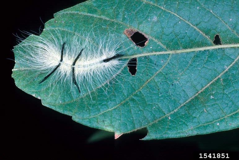 American dagger moth (Acronicta americana (Harris))