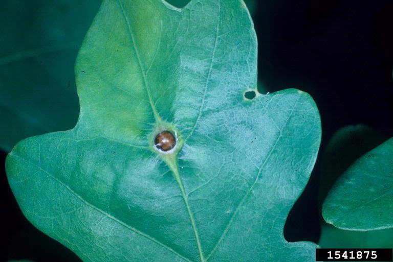 pubescent leaf kermes (Nanokermes pubescens)