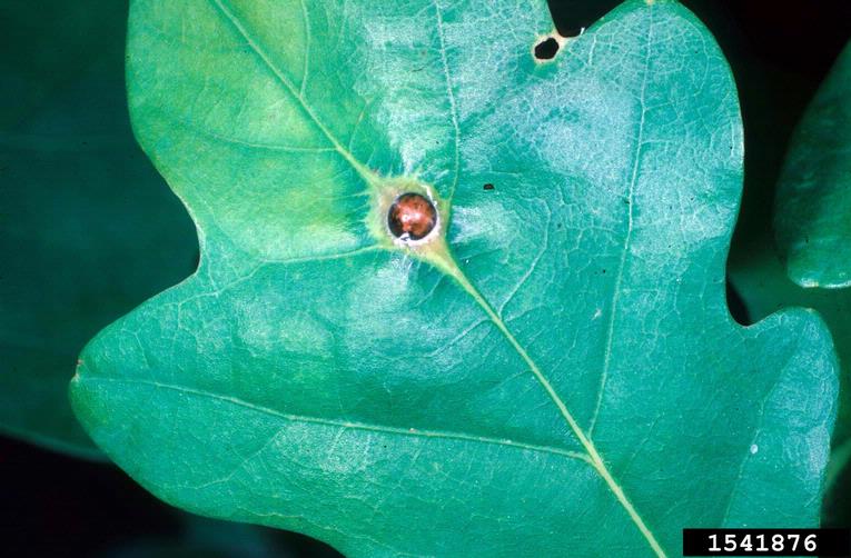 pubescent leaf kermes (Nanokermes pubescens)