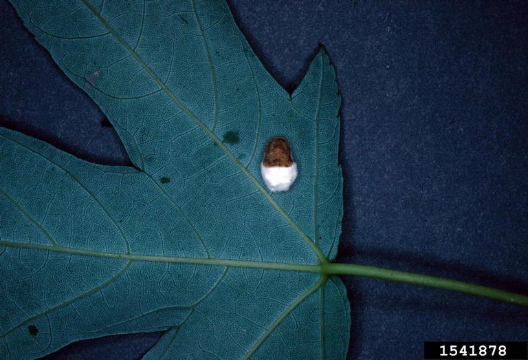 cottony maple leaf scale (Pulvinaria acericola (Walsh and Riley, 1868))