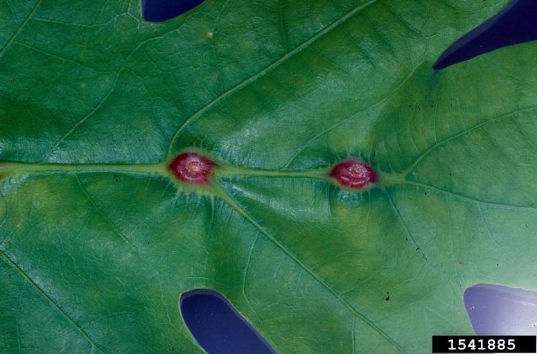 pubescent leaf kermes (Nanokermes pubescens)