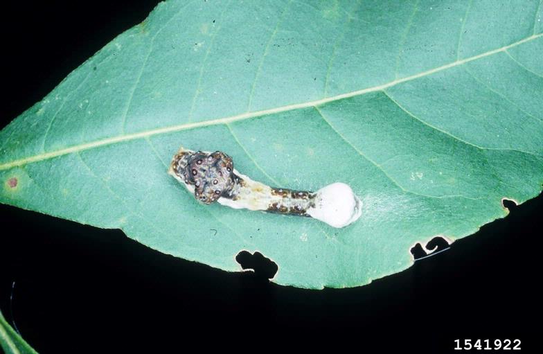 orange dog swallowtail (Papilio cresphontes Cramer)