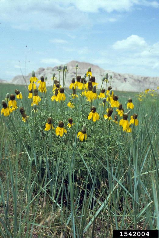 Ratibida Columnifera
