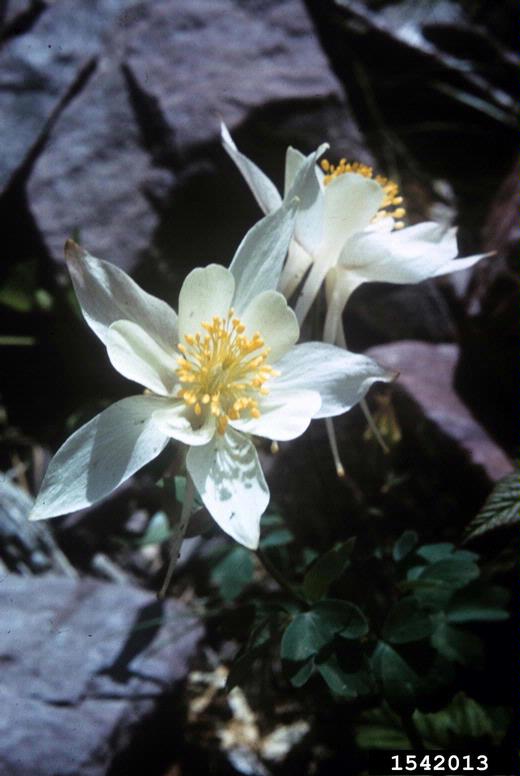 columbine (Genus Aquilegia L.)