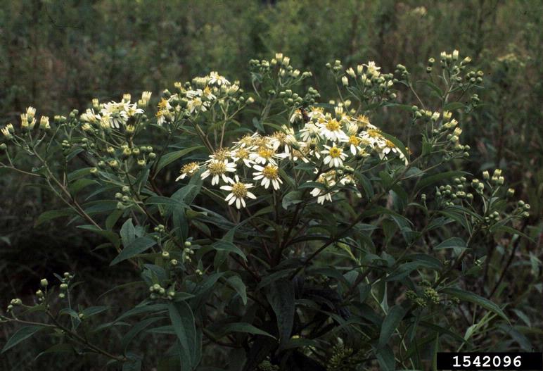 white heath aster (Symphyotrichum ericoides var. ericoides ...