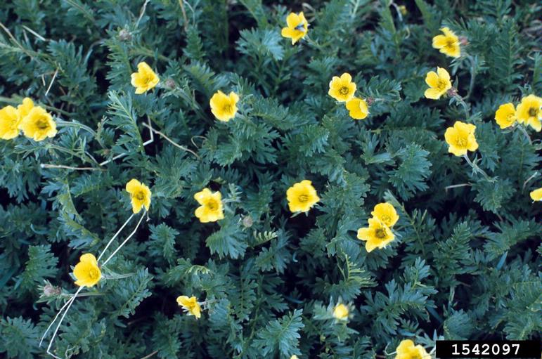 Ross' avens (Geum rossii)